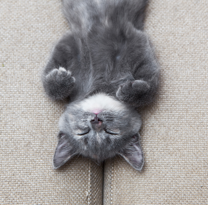 Feline Boarding – Arcata Animal Hospital