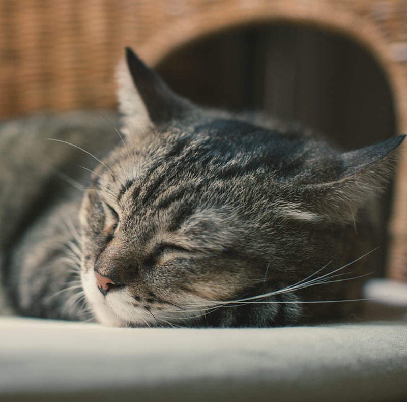 Feline Boarding – Arcata Animal Hospital