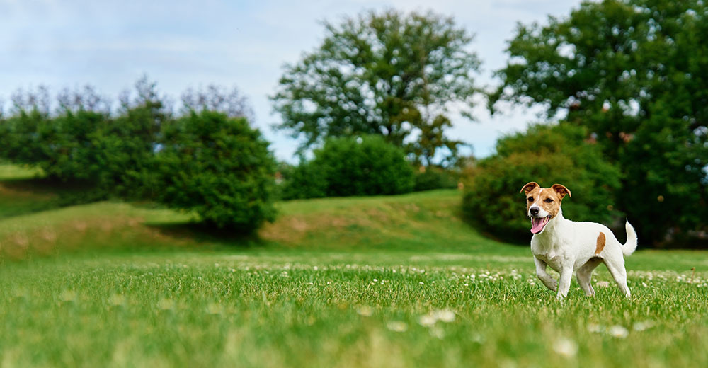 Arcata Animal Hospital