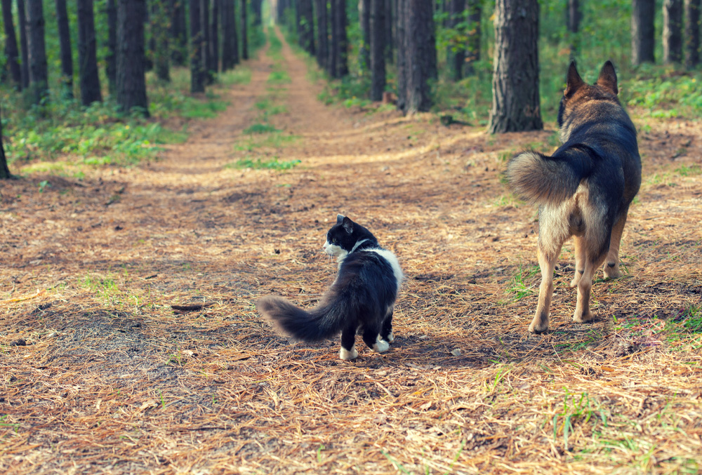 Arcata Animal Hospital