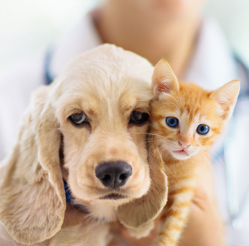 Our Story – Arcata Animal Hospital