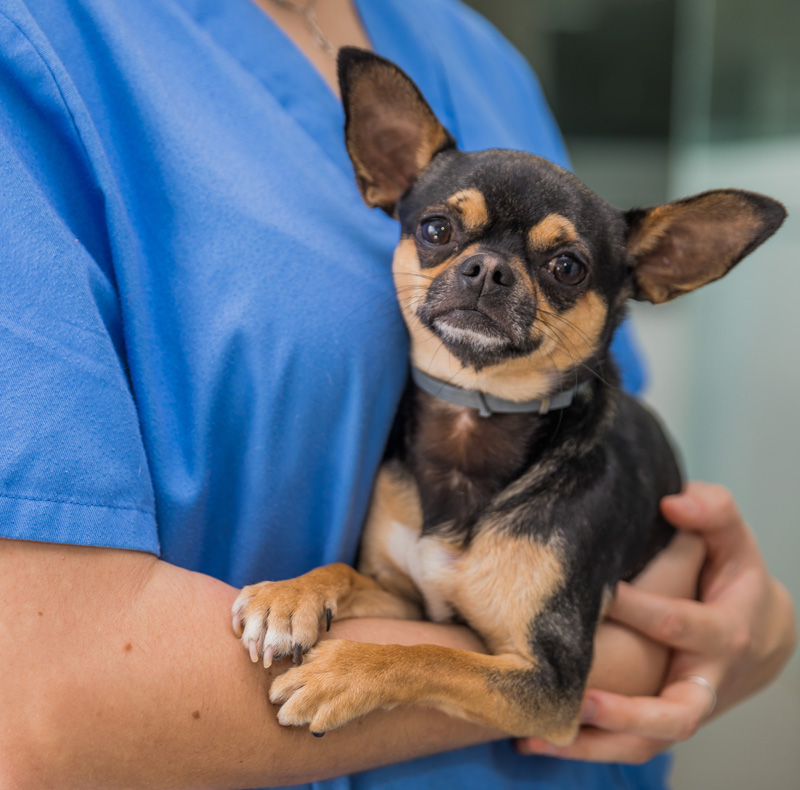 Our Story – Arcata Animal Hospital