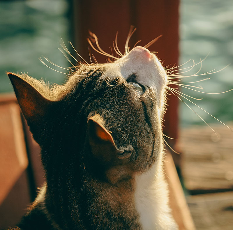 Regenerative Medicine – Arcata Animal Hospital