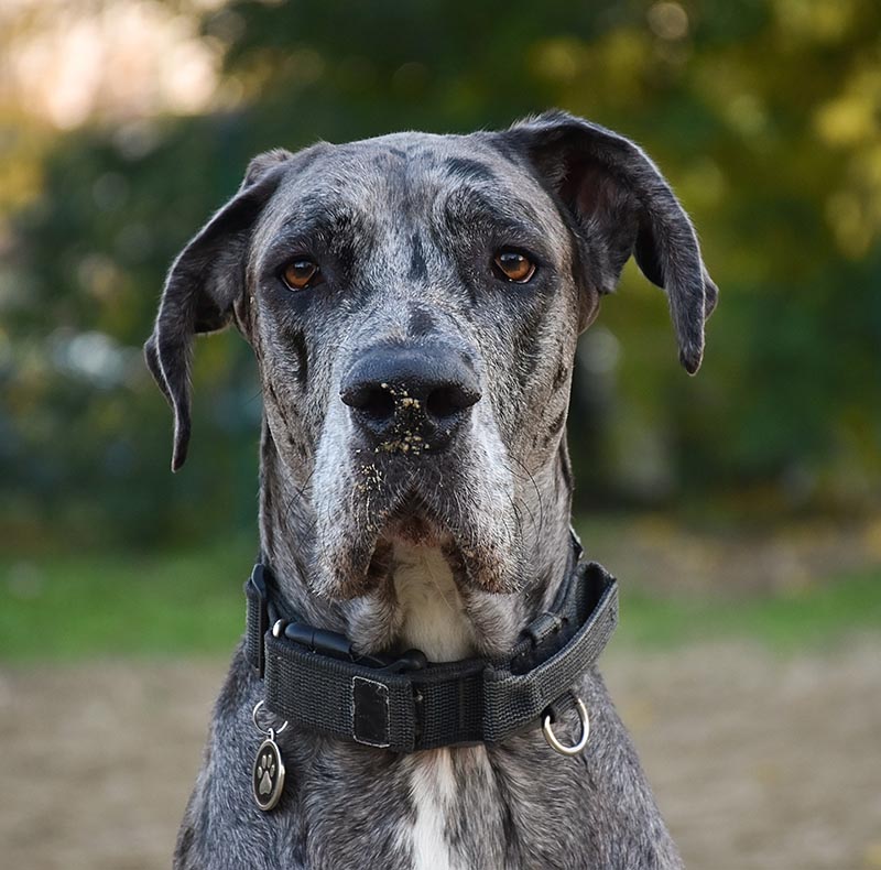 Laparoscopic Procedures – Arcata Animal Hospital