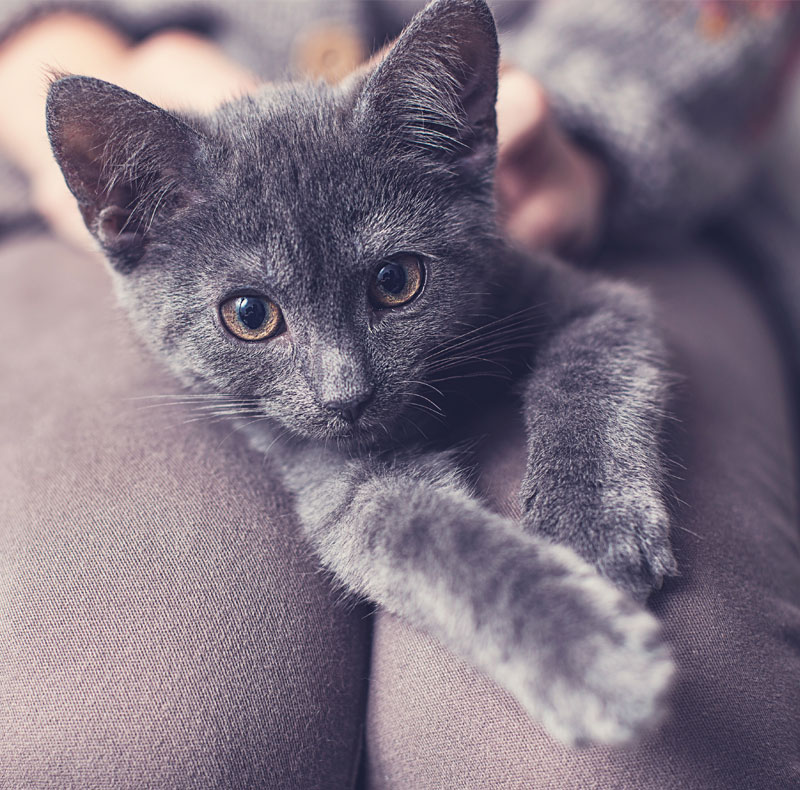 Therapeutic Ultrasound – Arcata Animal Hospital