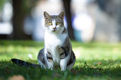 Understanding and Treating Resorptive Lesions in Cats – Arcata Animal ...