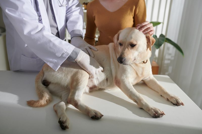Laparoscopic Gastropexy: Preventing Bloat in Dogs
