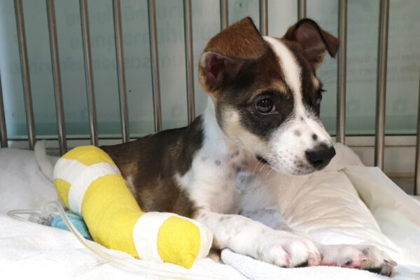 CCL Tears in Dogs: Signs, Surgery, and What Comes Next | Arcata Animal ...